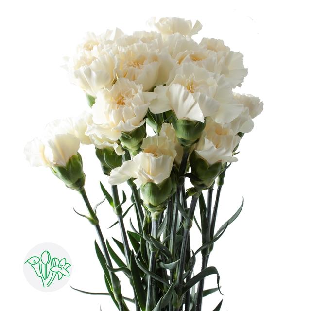 Carnation Diletta Crema – Floral Reserve