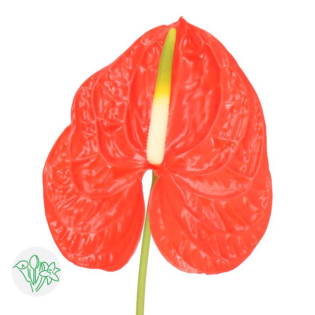 Anthurium Sun Eye – Floral Reserve