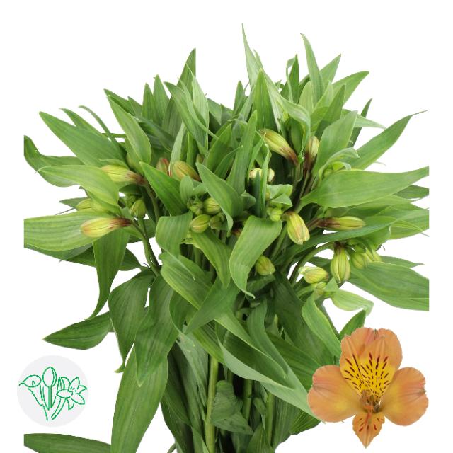 Alstroemeria Aurora – Floral Reserve