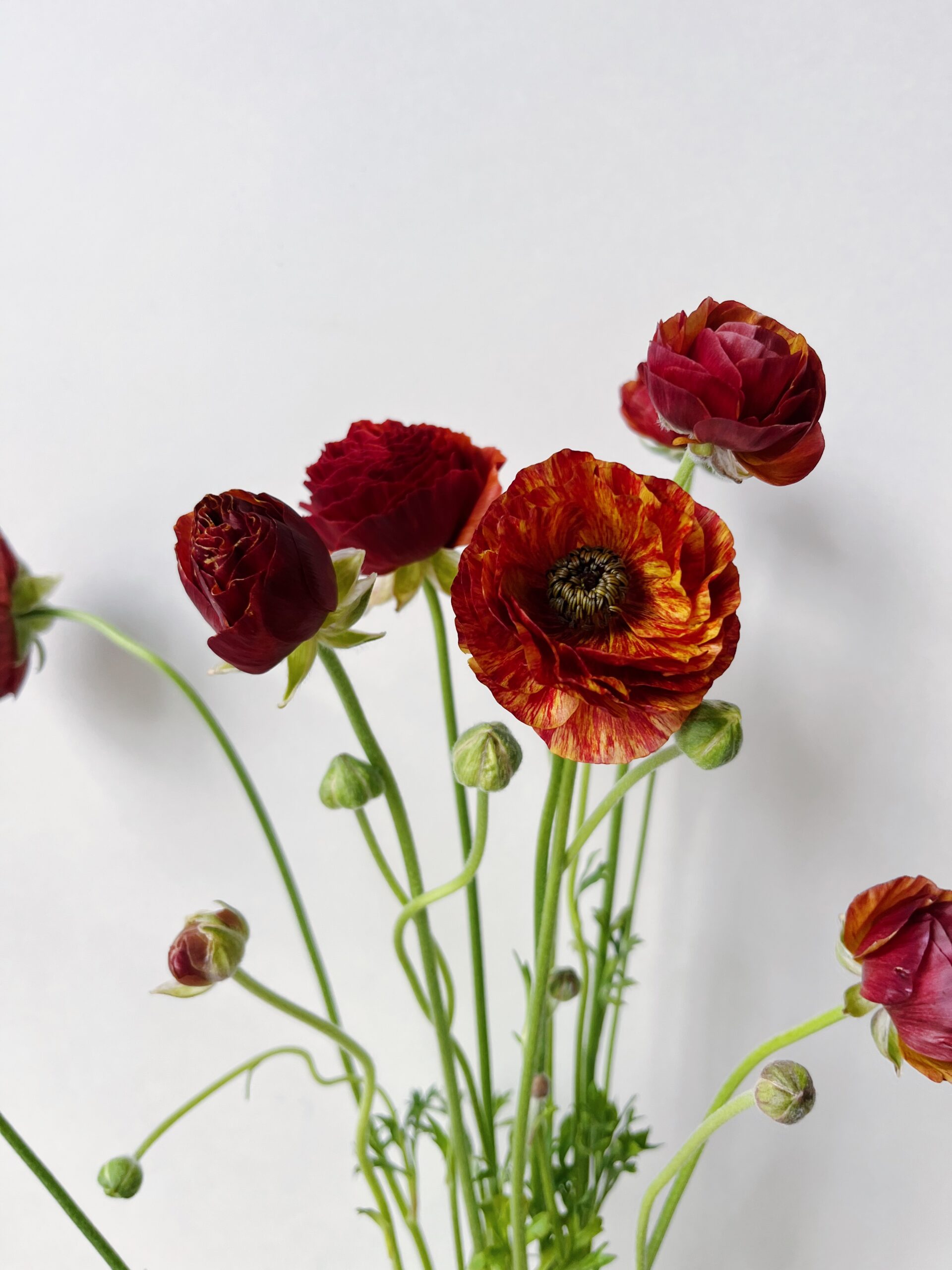 Ranunculus Cafe – Hautau – Floral Reserve
