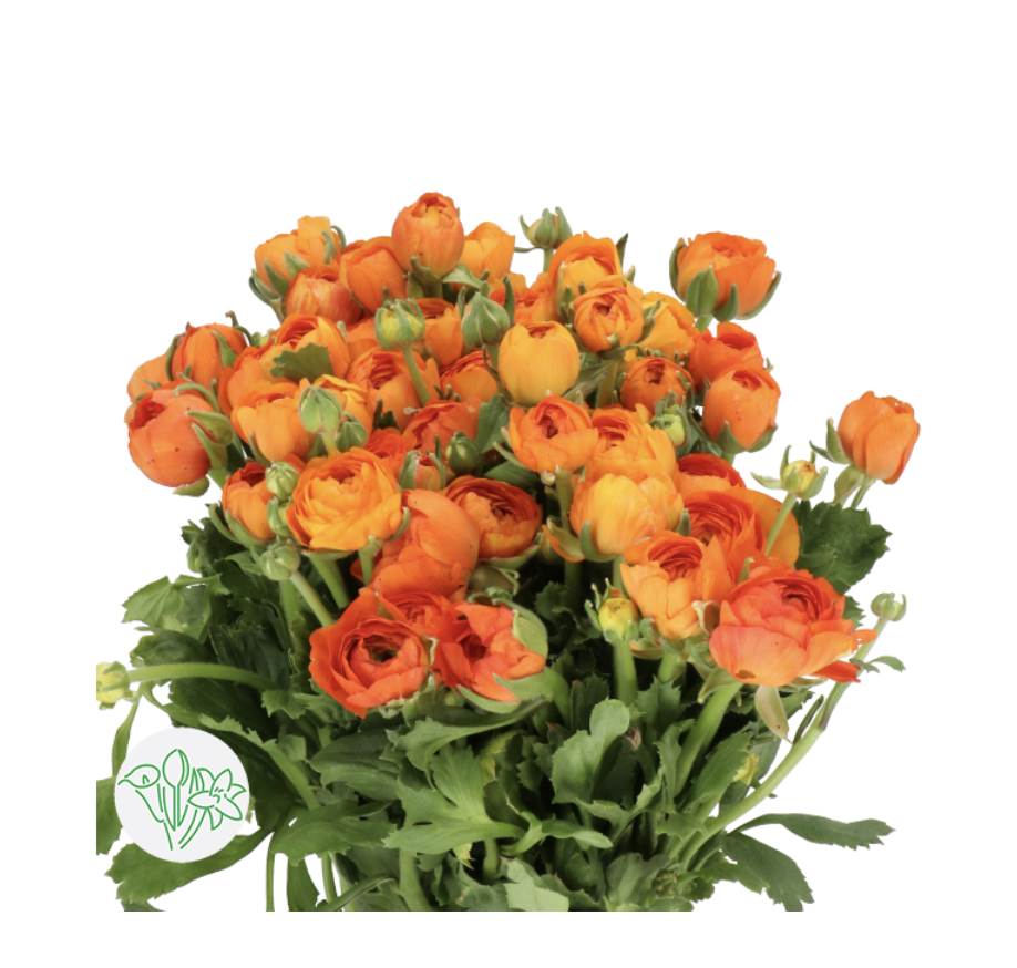 Ranunculus Elegance Orange – Floral Reserve