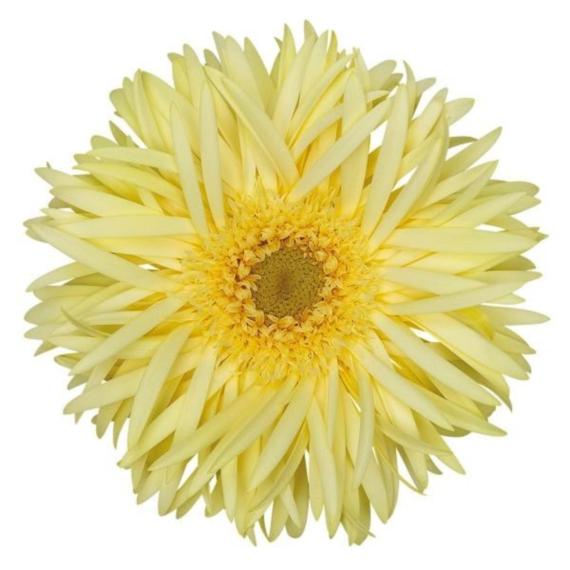 Germini Spider Moonlight – Floral Reserve