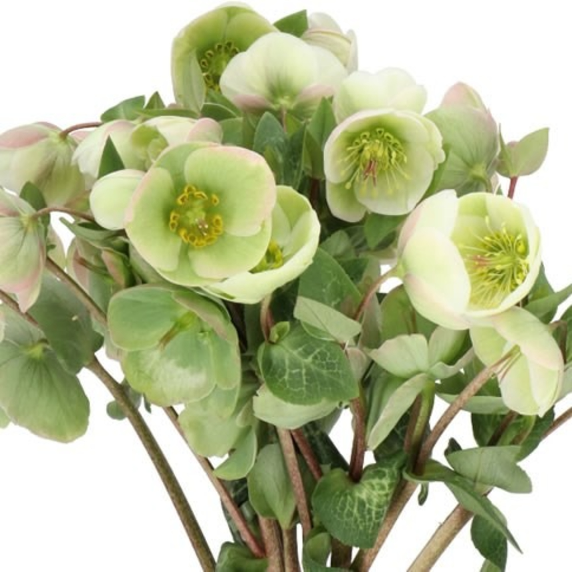 Helleborus Moondance – Floral Reserve