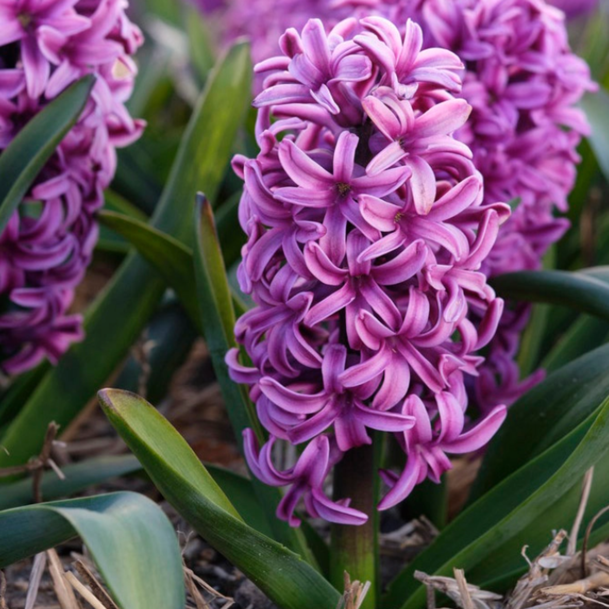 Hyacinthus Miss Saigon – Floral Reserve