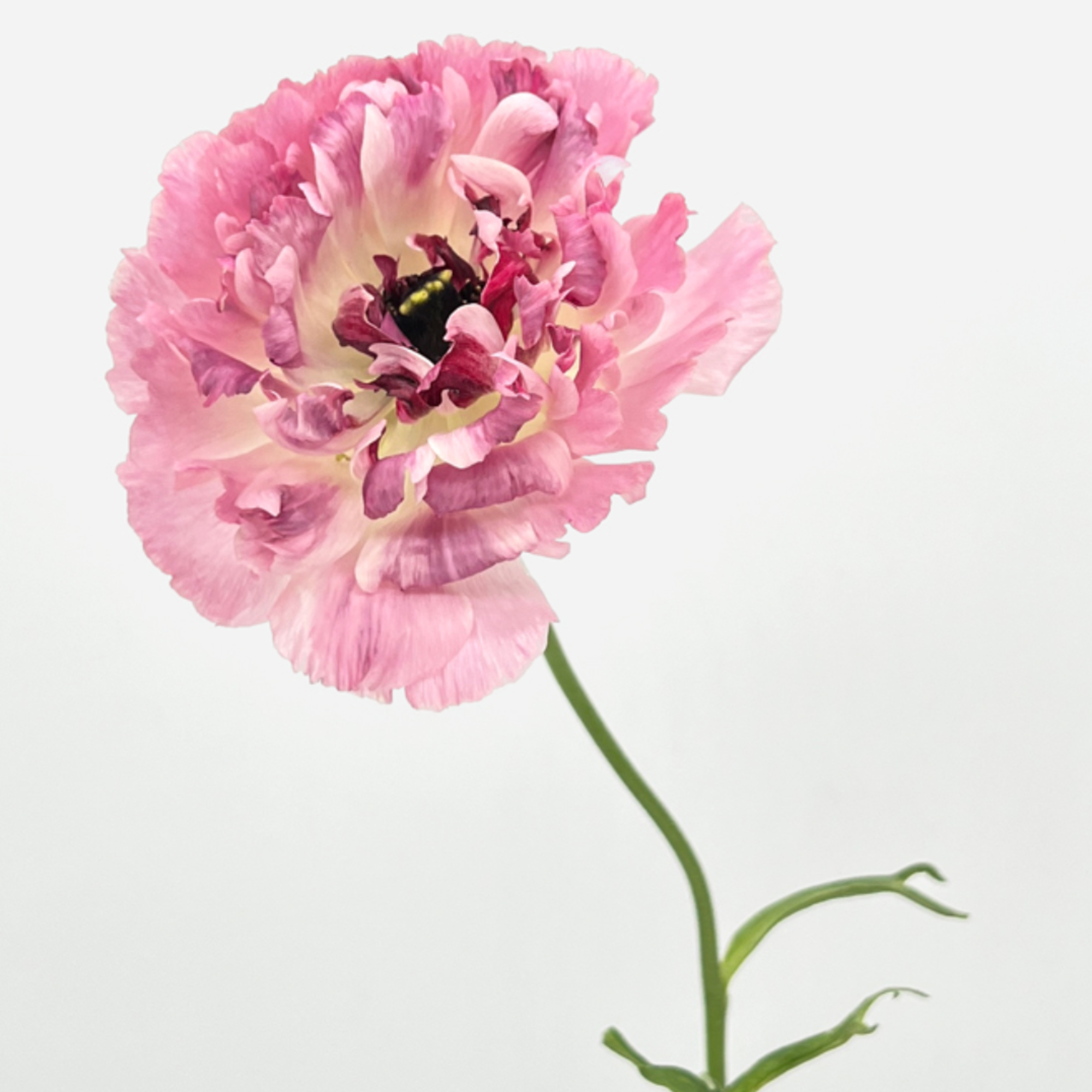 Ranunculus Pink Charlotte – Floral Reserve