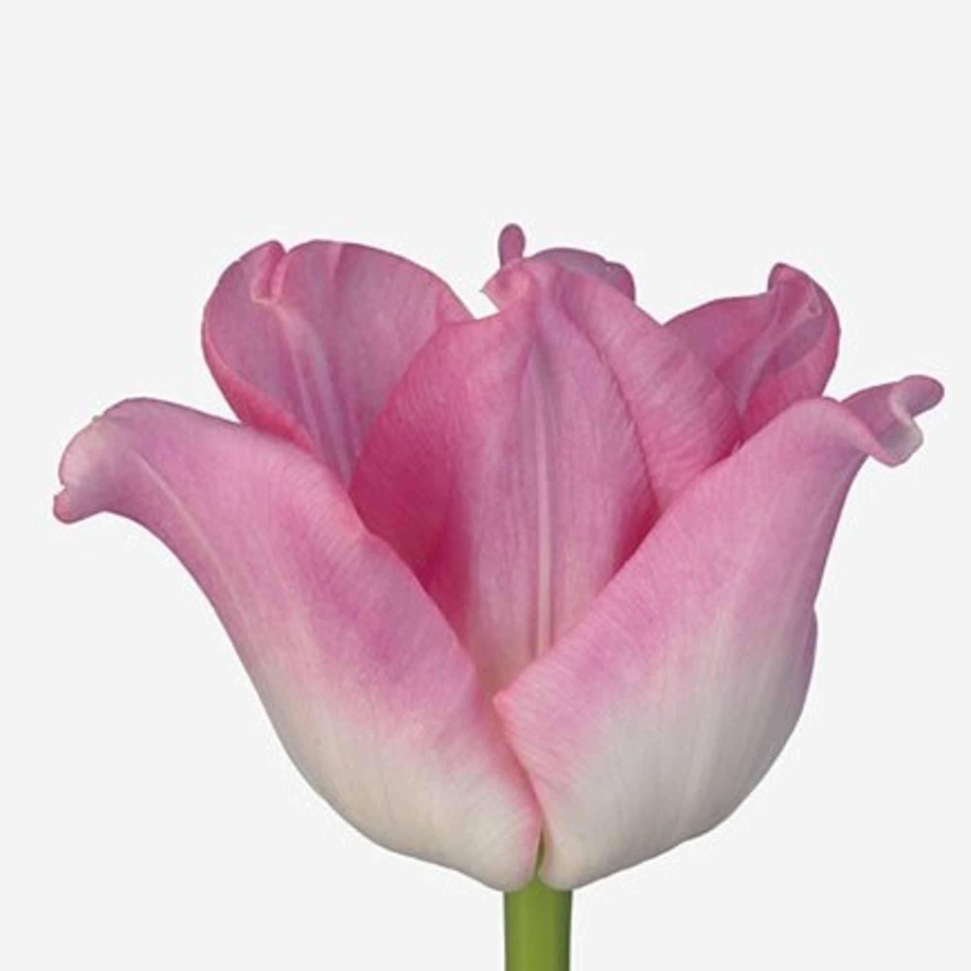 Tulip Crown Dynasty – Floral Reserve