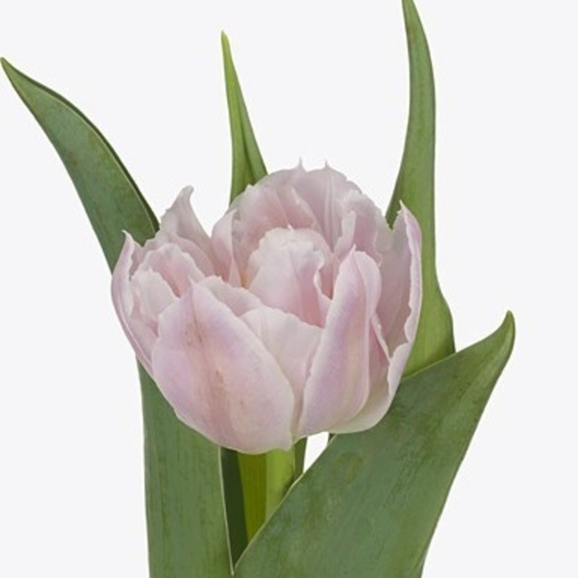 Tulip Soft Price – Floral Reserve