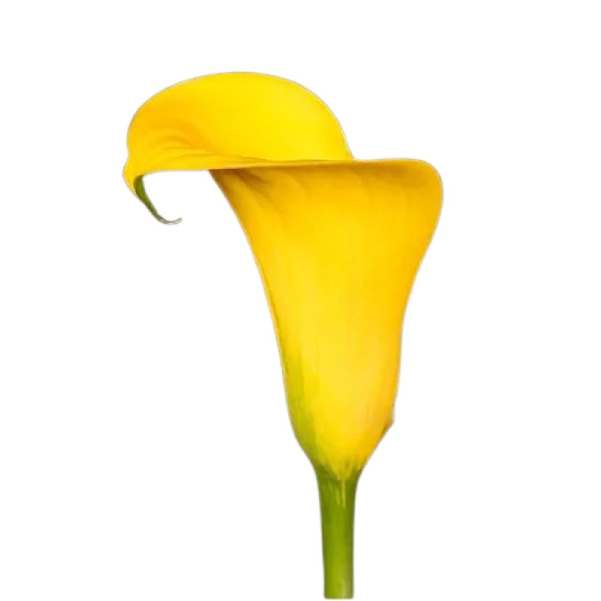 Calla Gold Medal – Floral Reserve