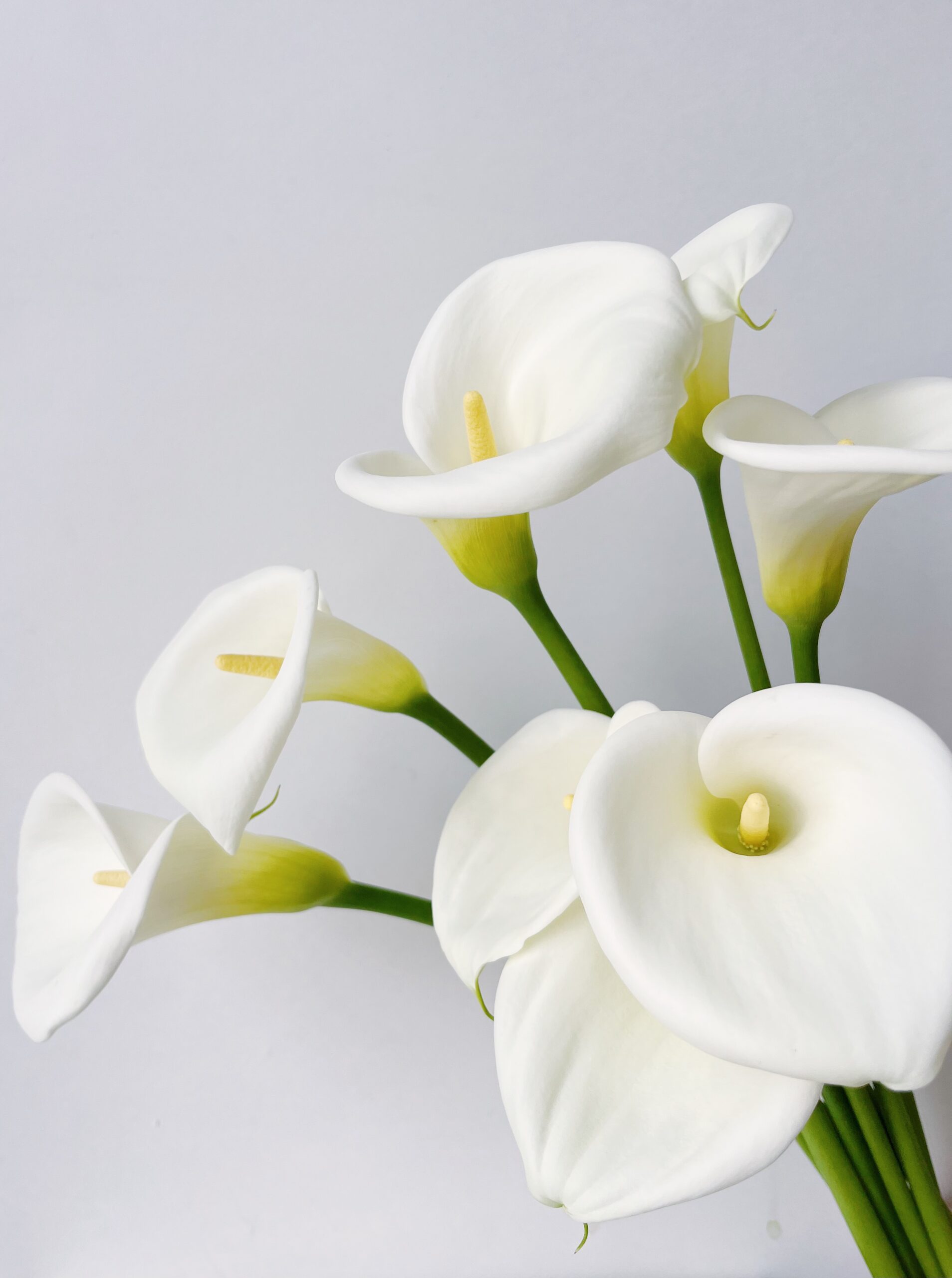 Calla Lily Medium – Hautau – Floral Reserve