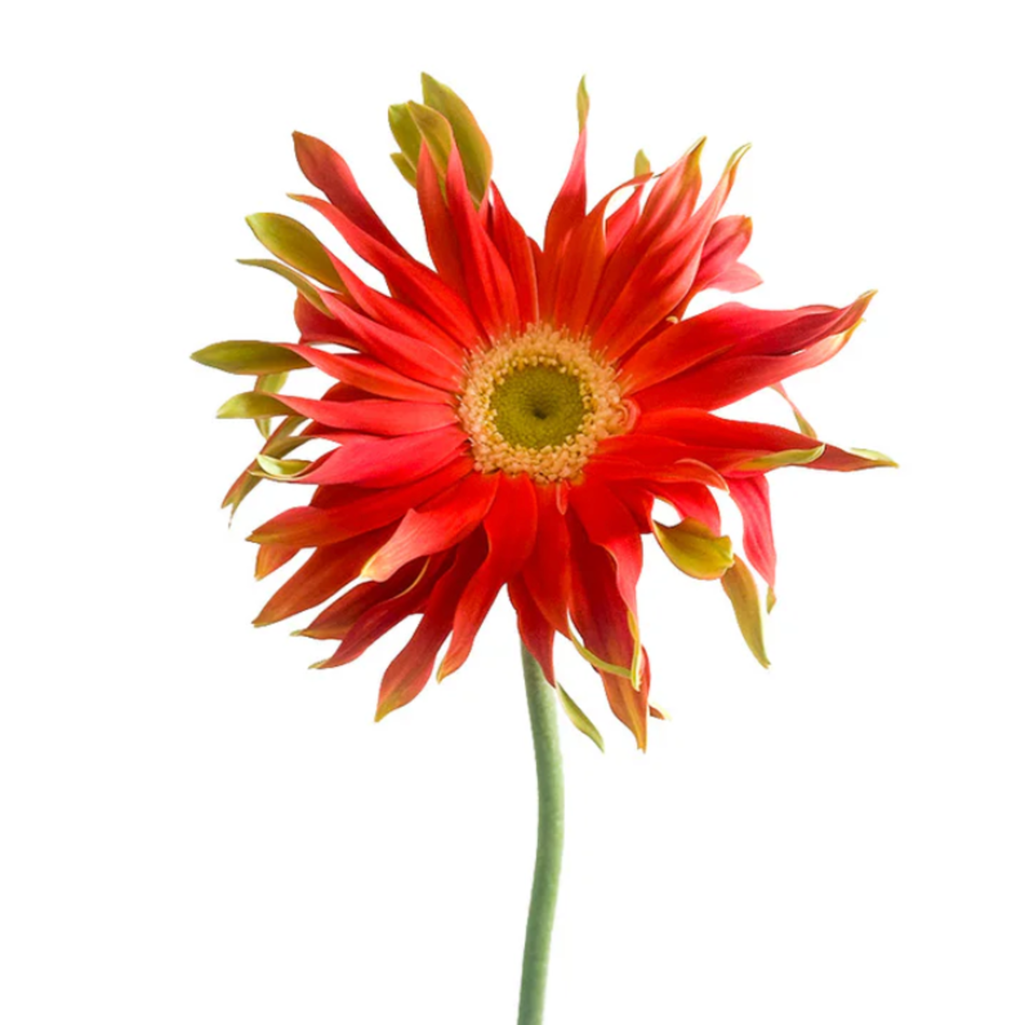 Gerbera Pastini Rivello – Floral Reserve