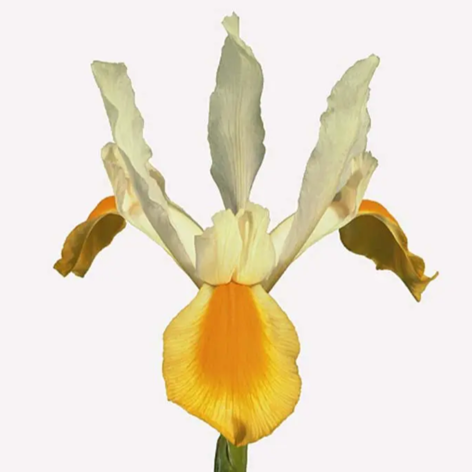 Iris Apollo – Floral Reserve