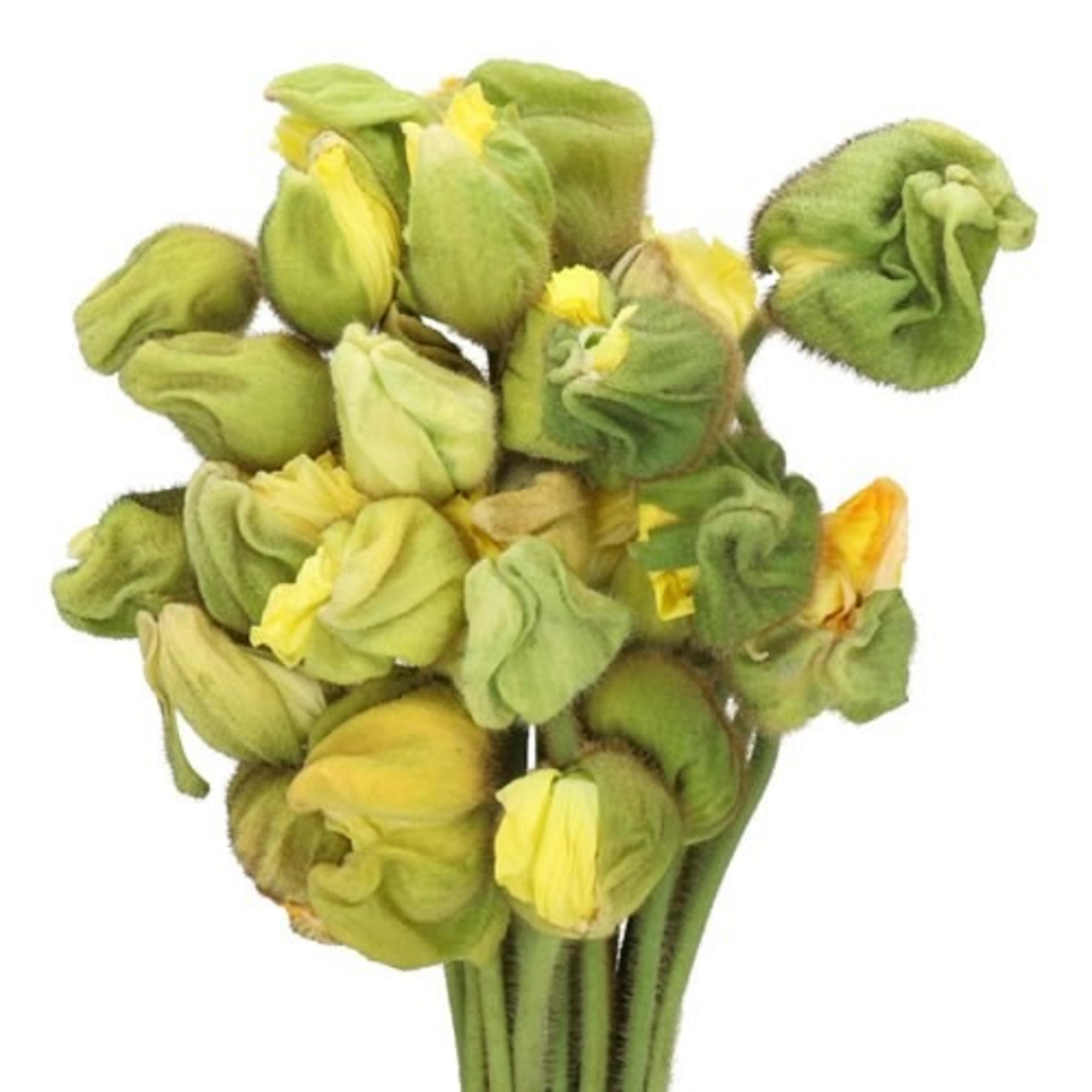 Poppy Bussana Cream – Floral Reserve