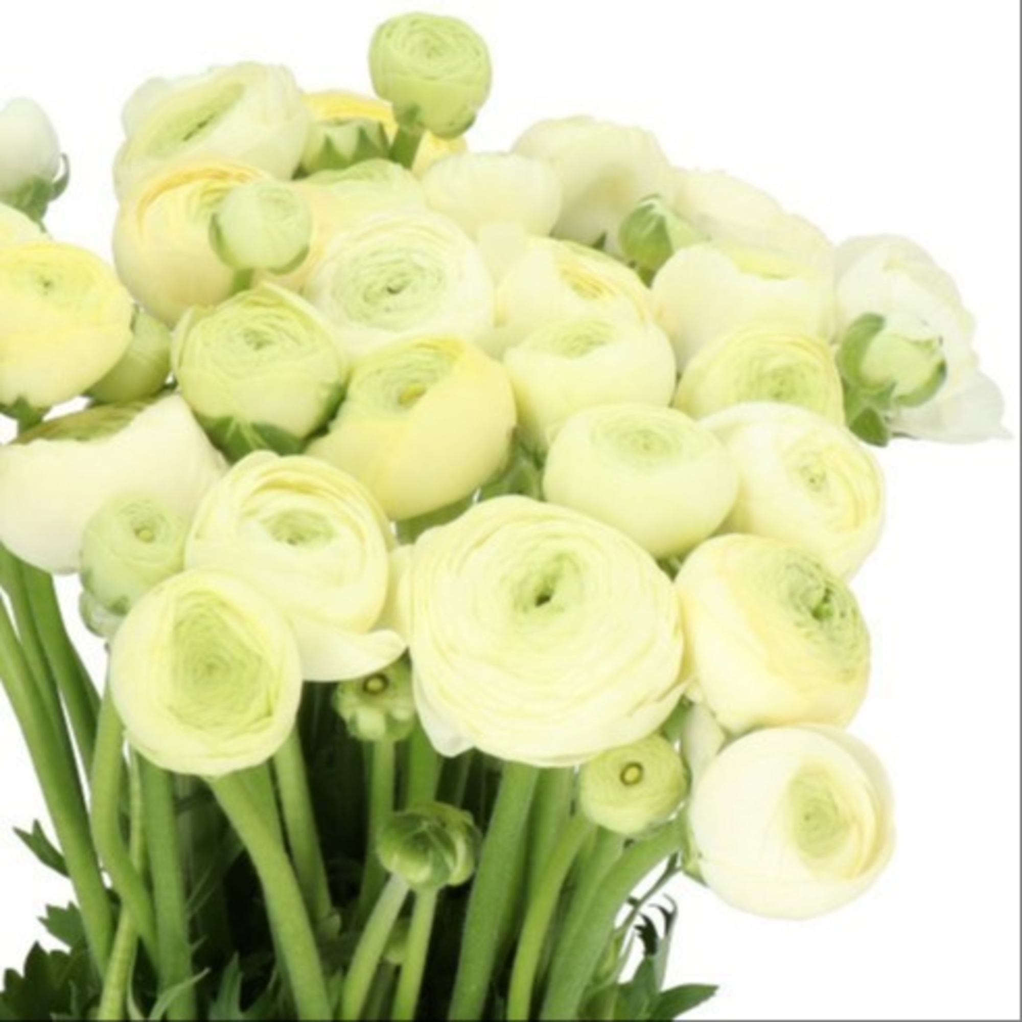 Ranunculus Aazur Cream – Floral Reserve