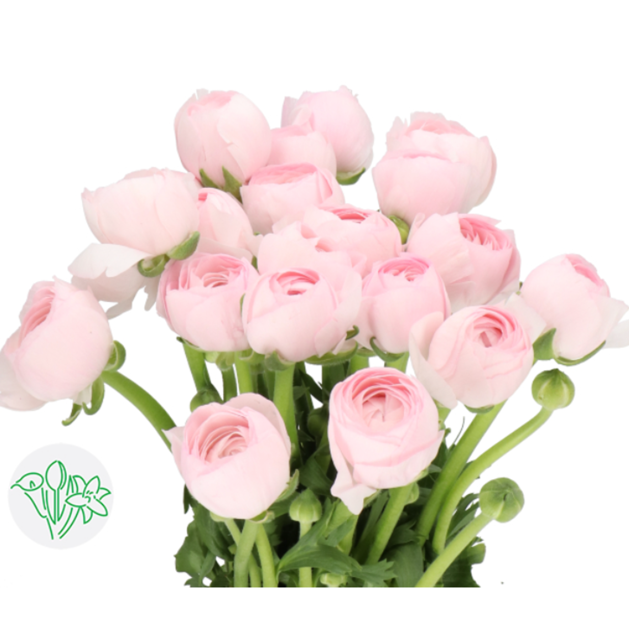Ranunculus Cloni Lady Pink – Floral Reserve