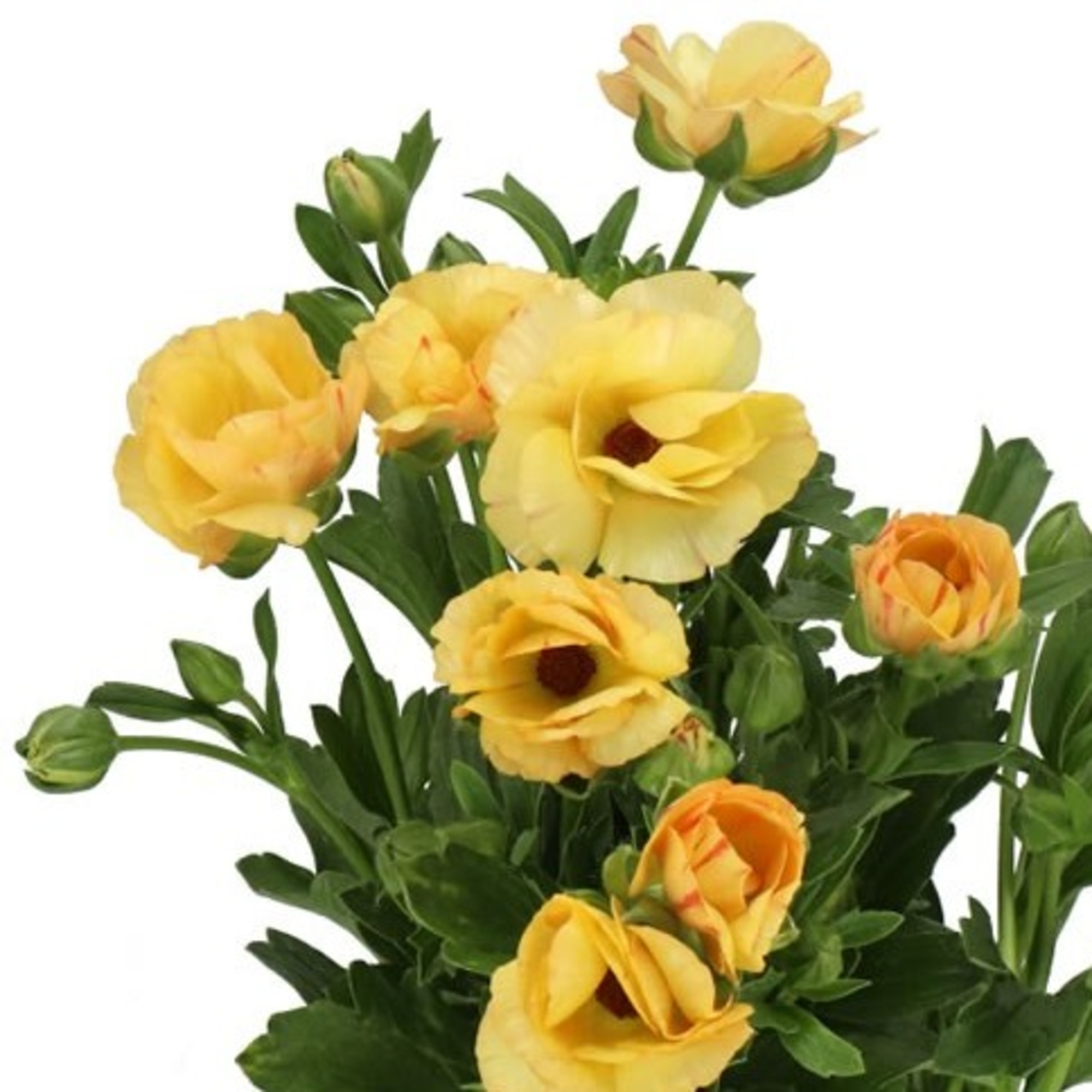 Ranunculus Magical Salmousse – Floral Reserve