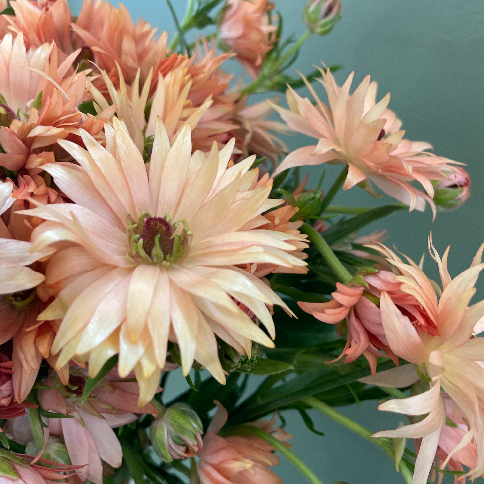 Ranunculus Moderna Salmon – Floral Reserve