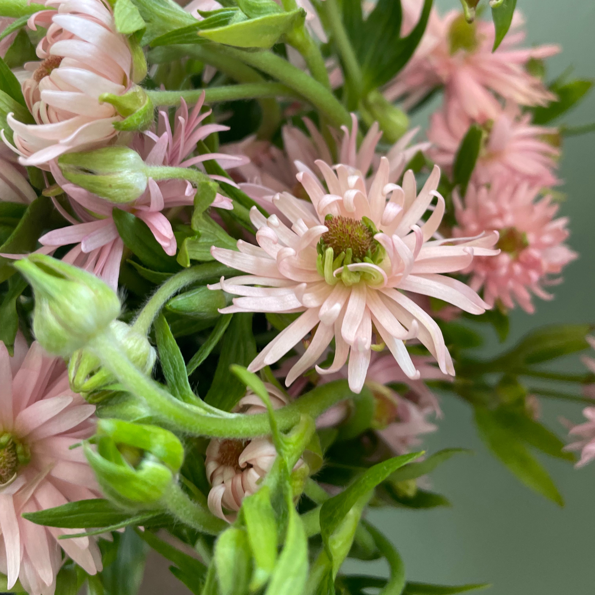 Ranunculus Moderna Star Venus – Floral Reserve