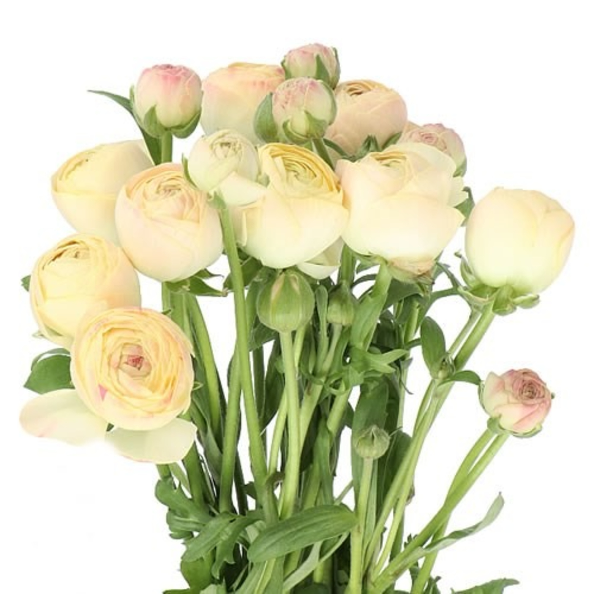 Ranunculus Romance Hydra – Floral Reserve