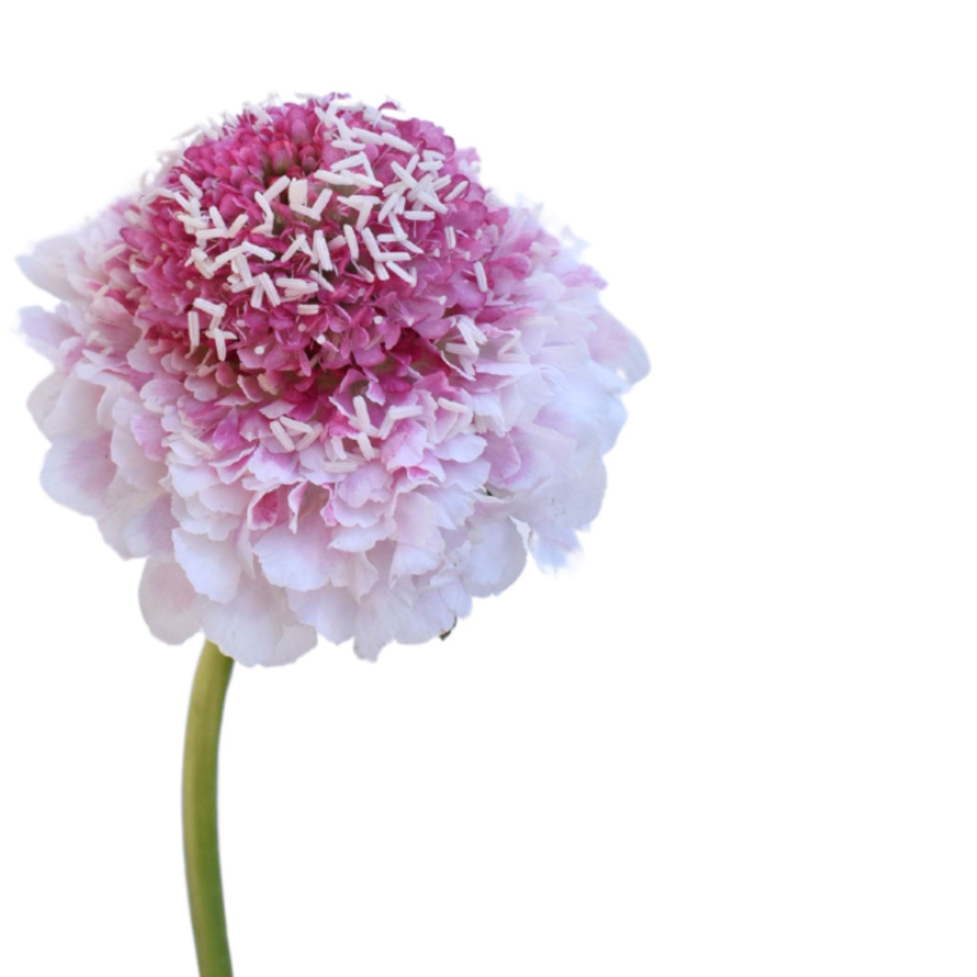 Scabiosa At Strawberry Hoop Scoop – Floral Reserve