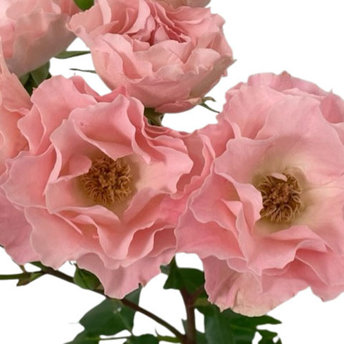 Rose Garden Spray Constellation – Floral Reserve