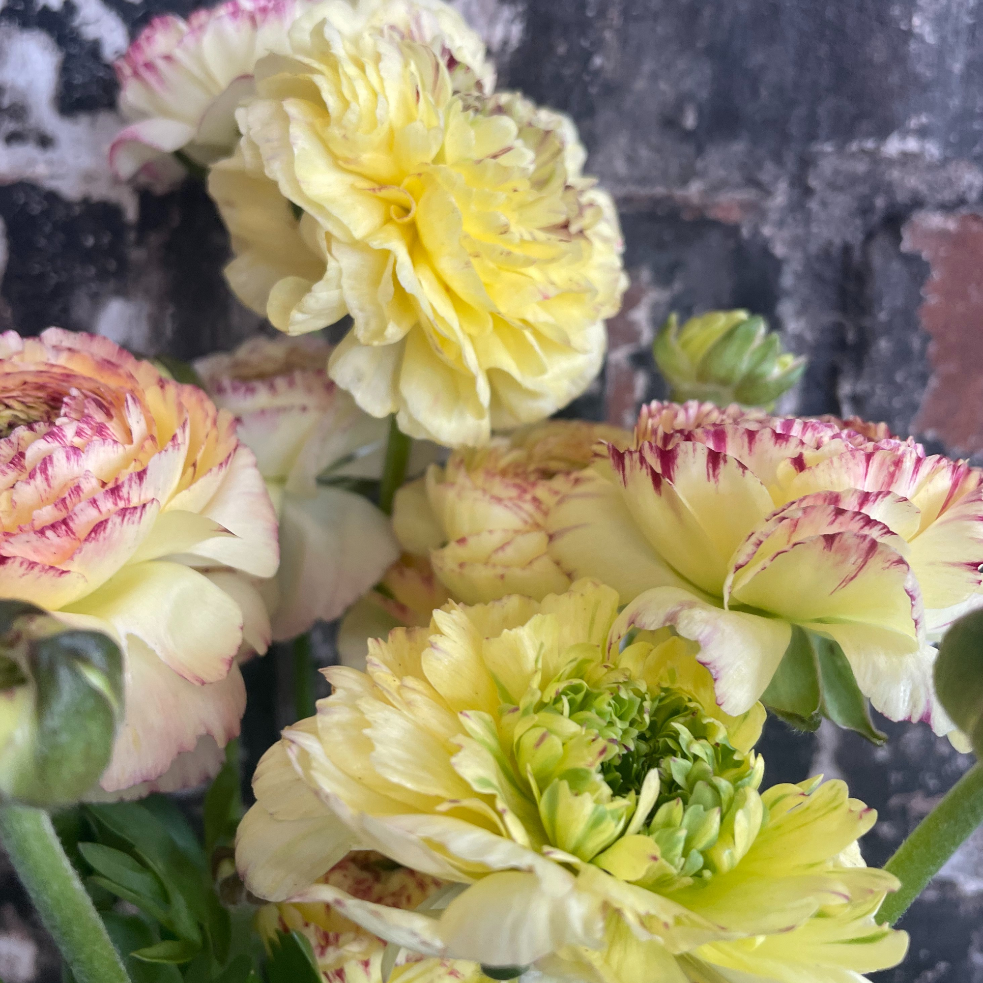 Ranunculus Picotee Yellow – Hautau – Floral Reserve