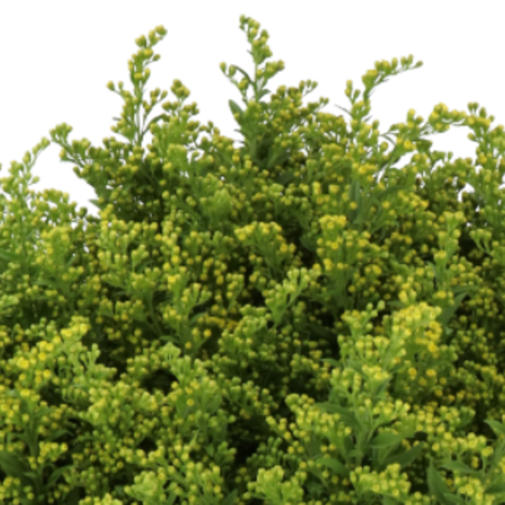 Solidago Carzan Glory – Floral Reserve