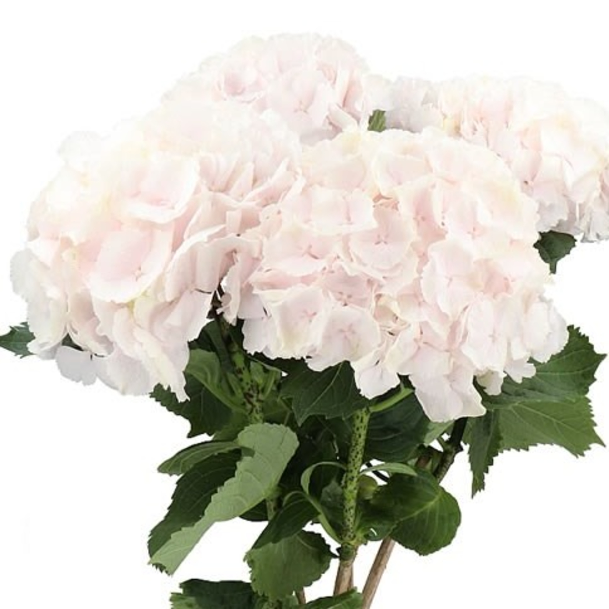 Hydrangea Sweet Verena – Floral Reserve
