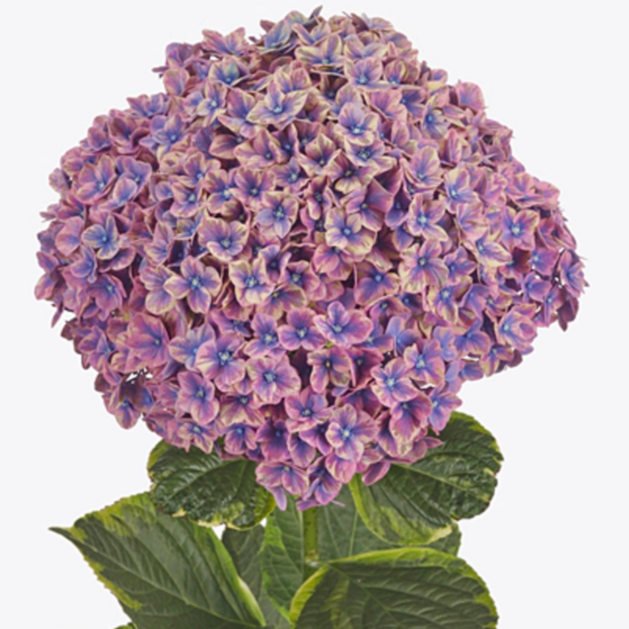 Hydrangea Samurai – Floral Reserve