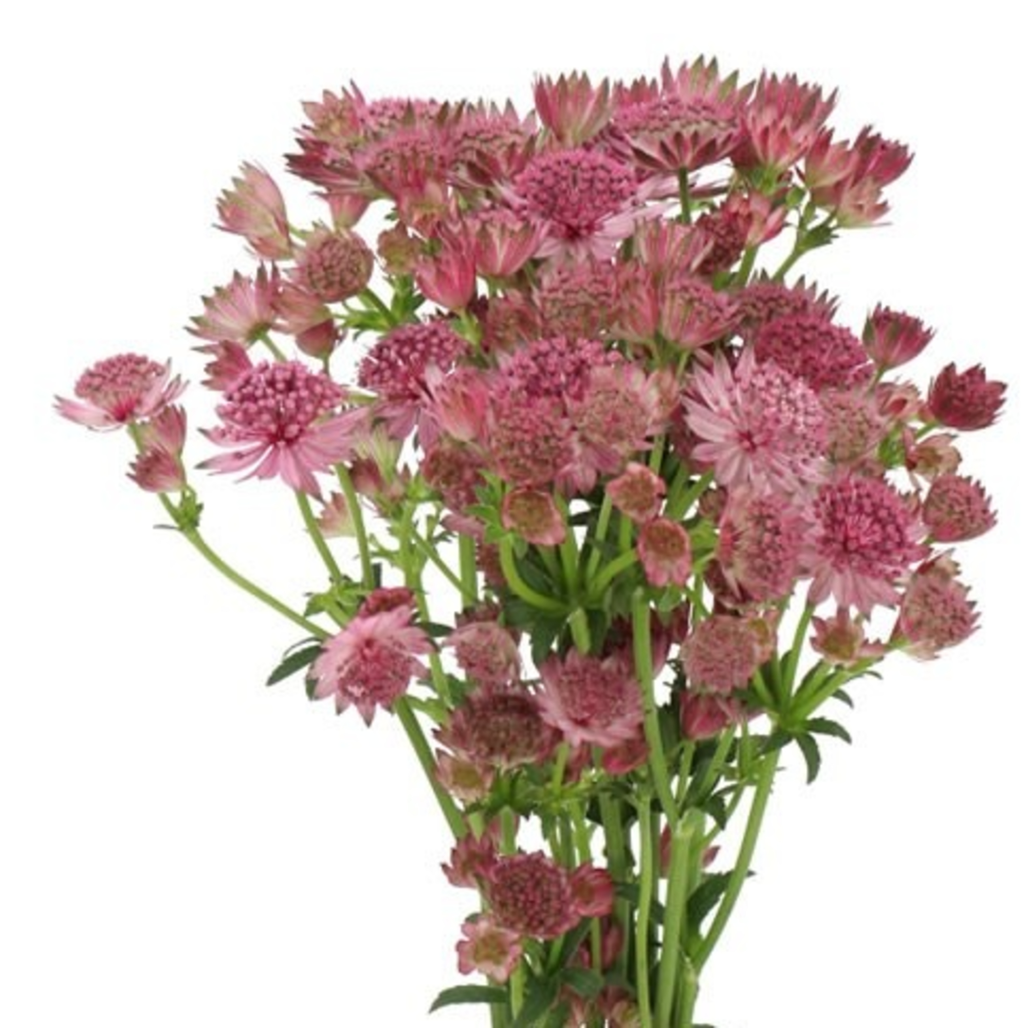 Astrantia Major Pink Sensation – Floral Reserve