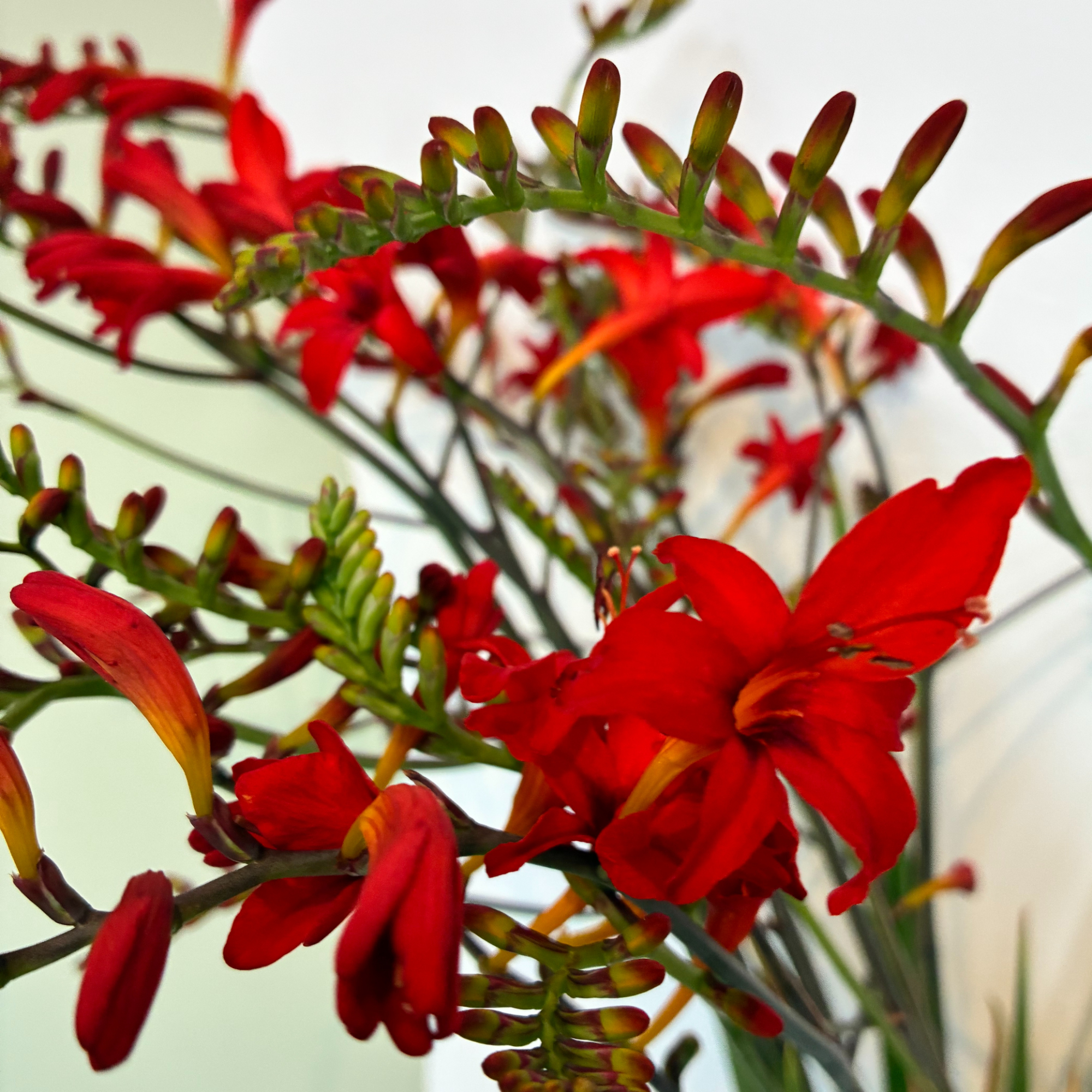 Crocosmia Lucifer 5st – Robin Hollow – Floral Reserve