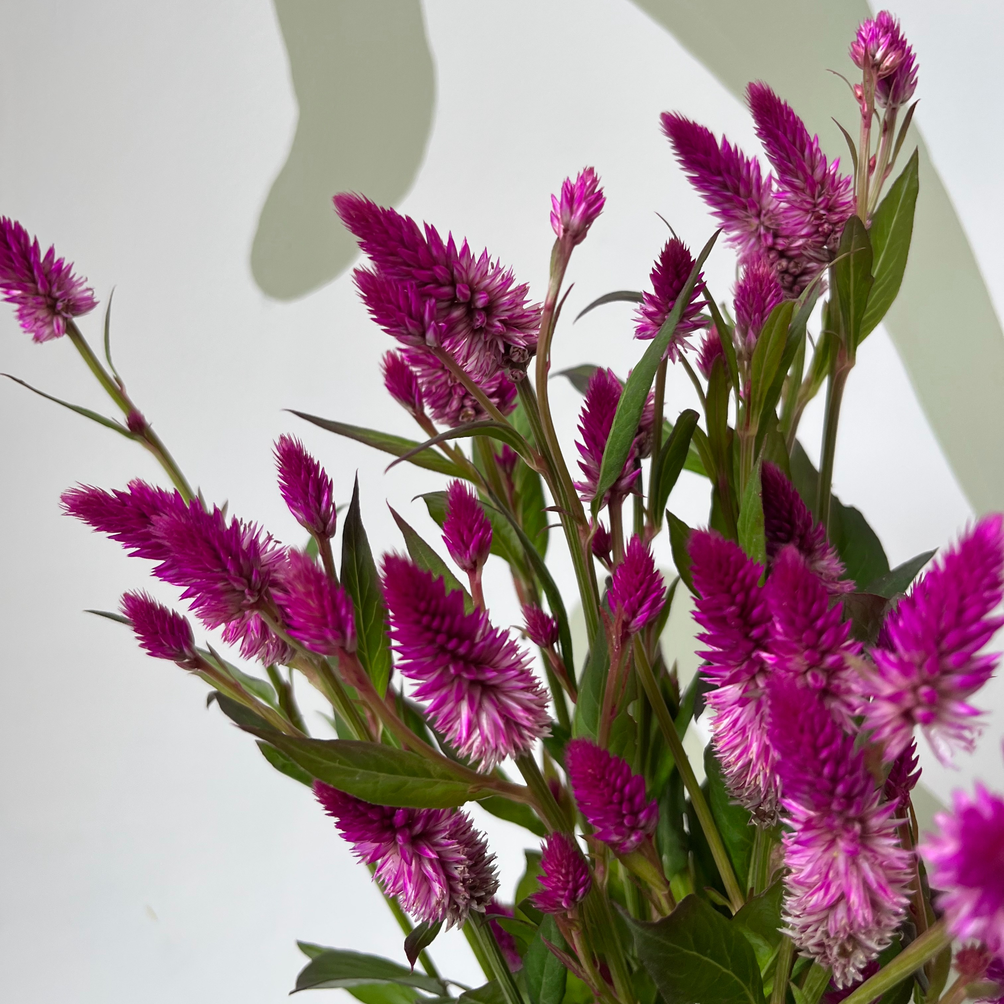 Celosia Ruby Parfait – Wild Bean – Floral Reserve