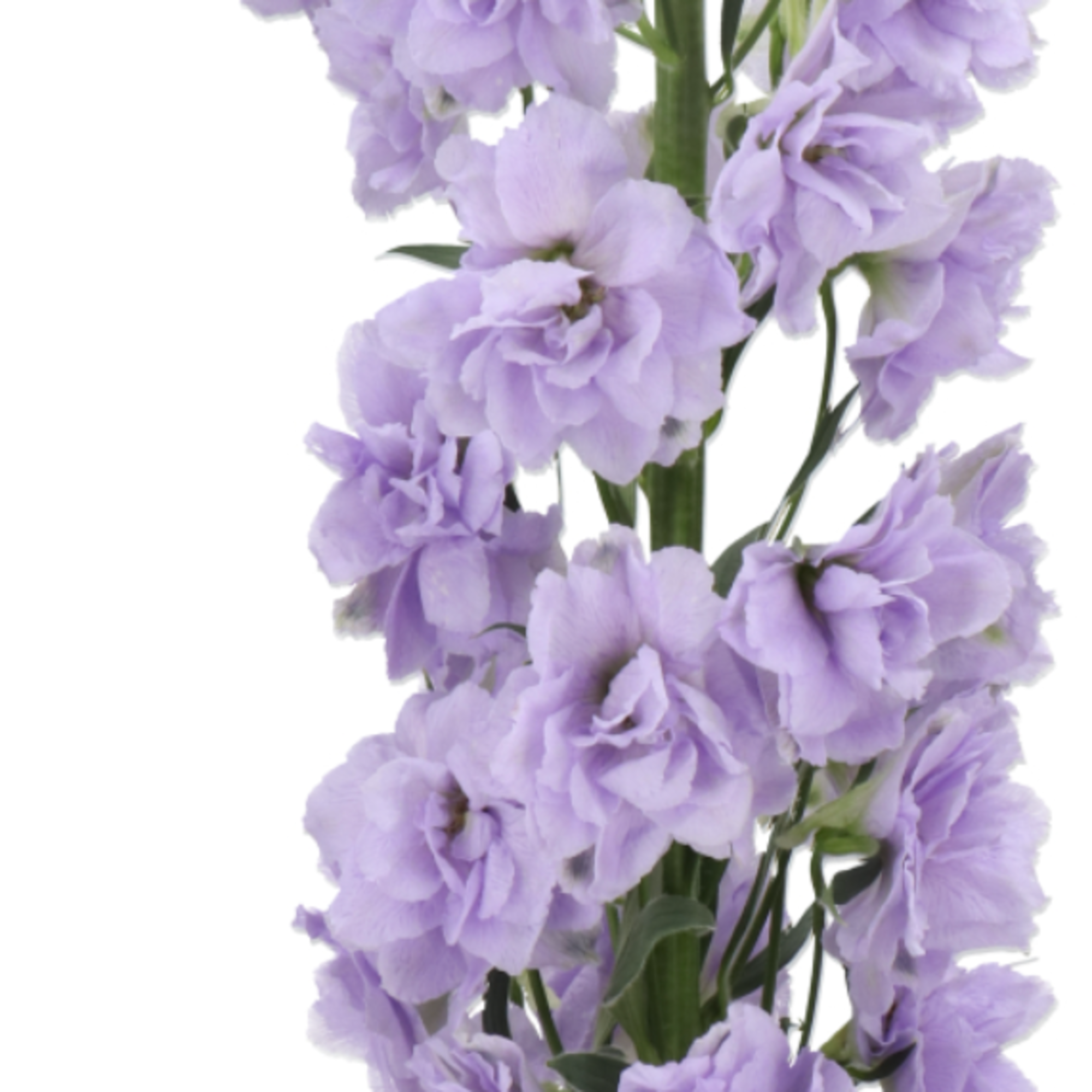Delphinium Lavender Love 120cm – Floral Reserve