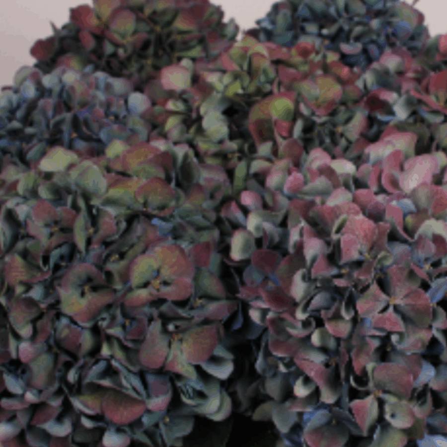 Hydrangea Classic Pimpernel 100cm – Floral Reserve