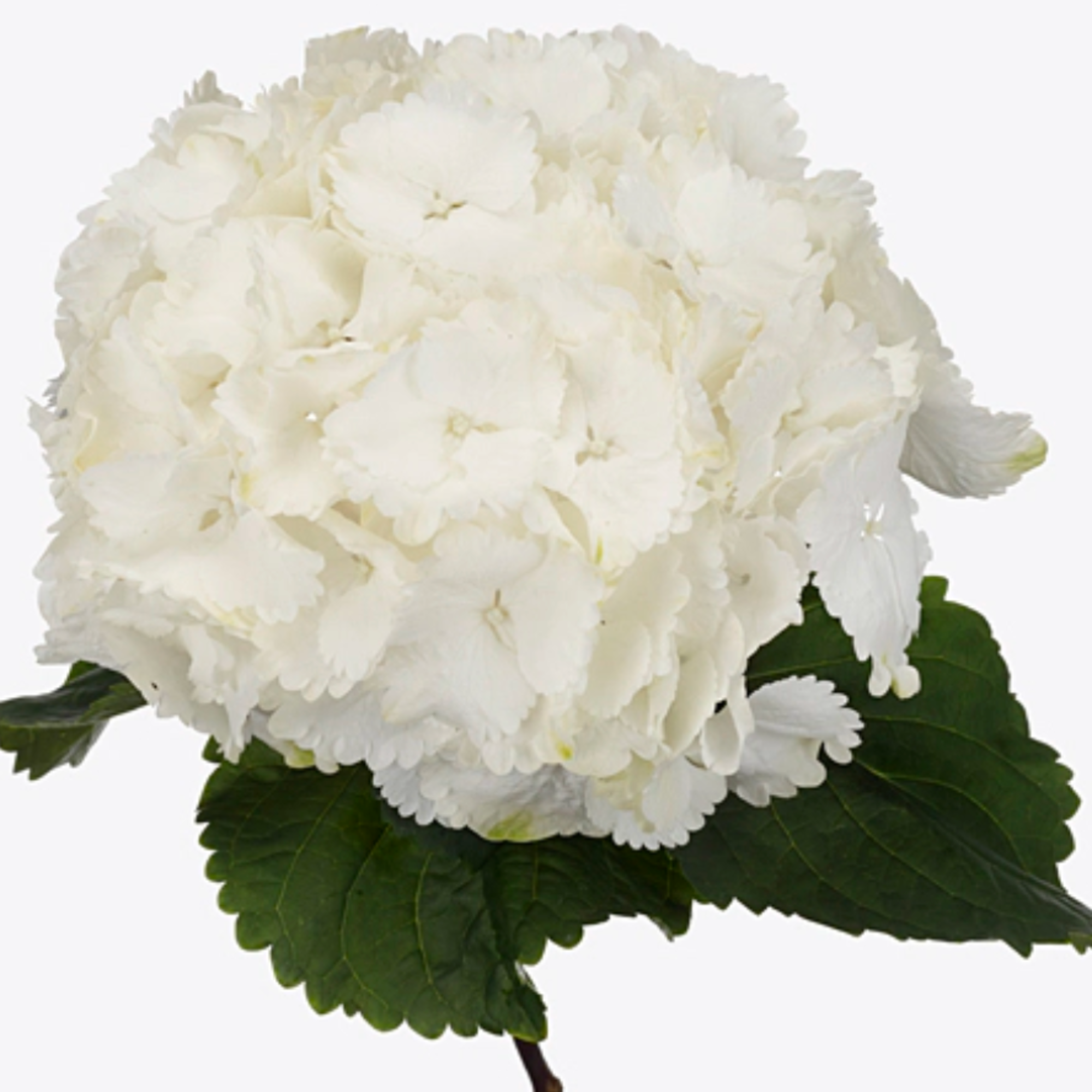 Hydrangea Magical Snowflake – Floral Reserve