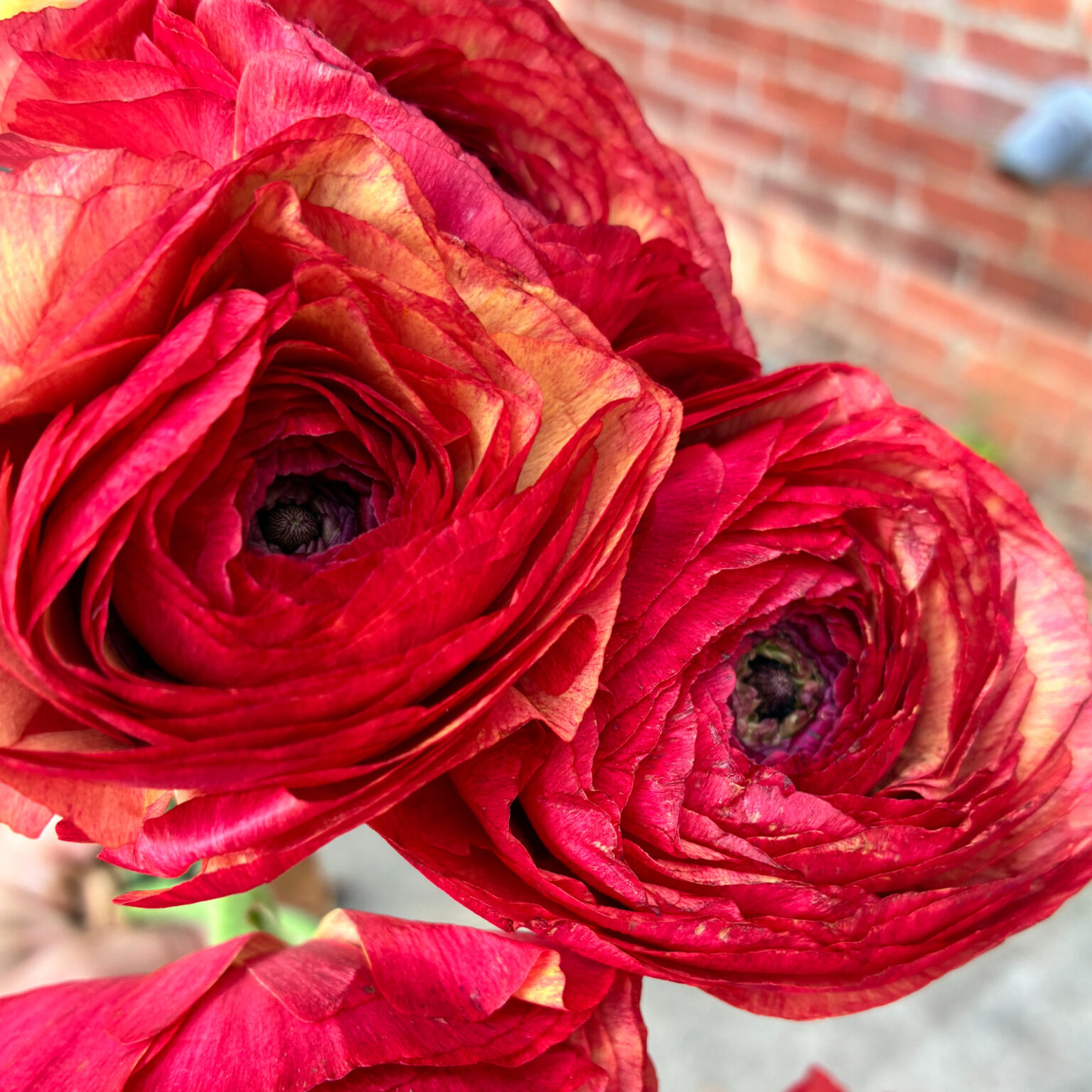 Ranunculus Vintage Red XL – Virgil – Floral Reserve