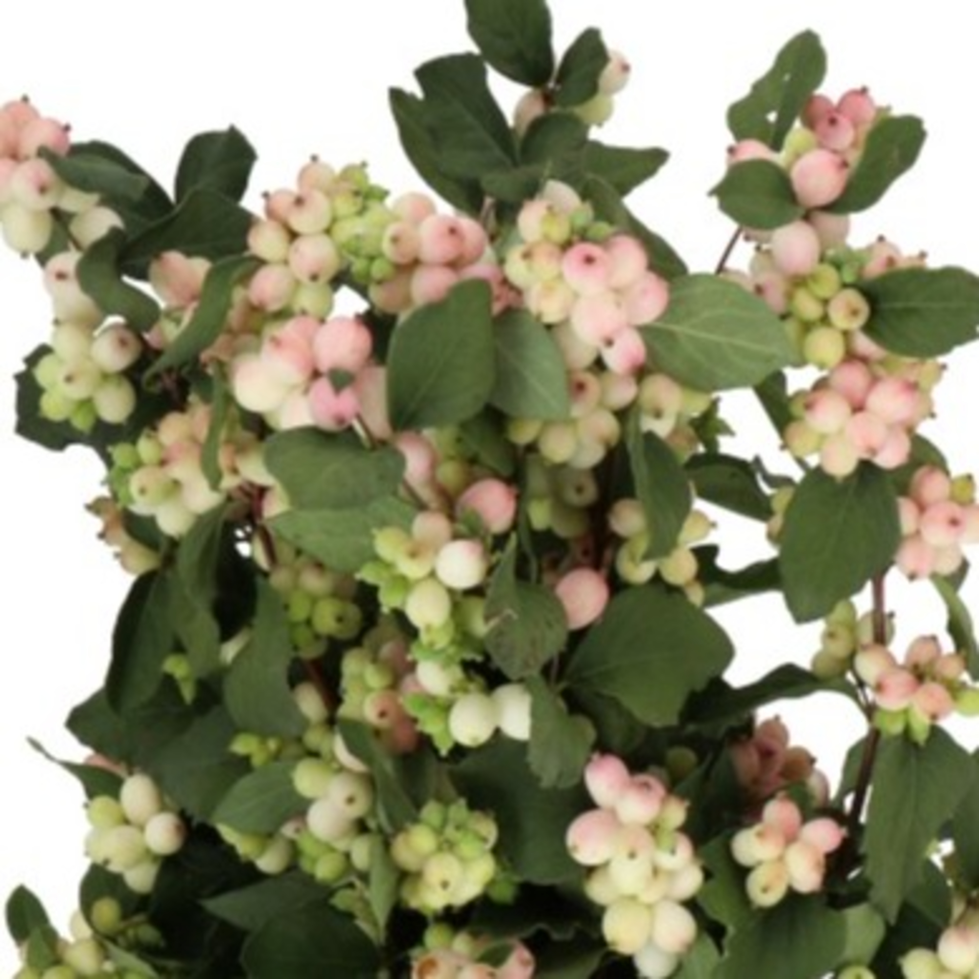 Snowberry Magical Mandy – Floral Reserve