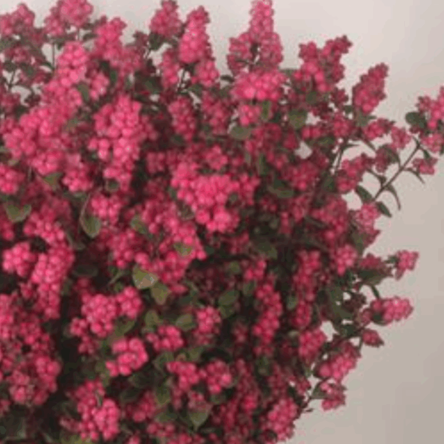 Snowberry Magical Ruby Casca – Floral Reserve
