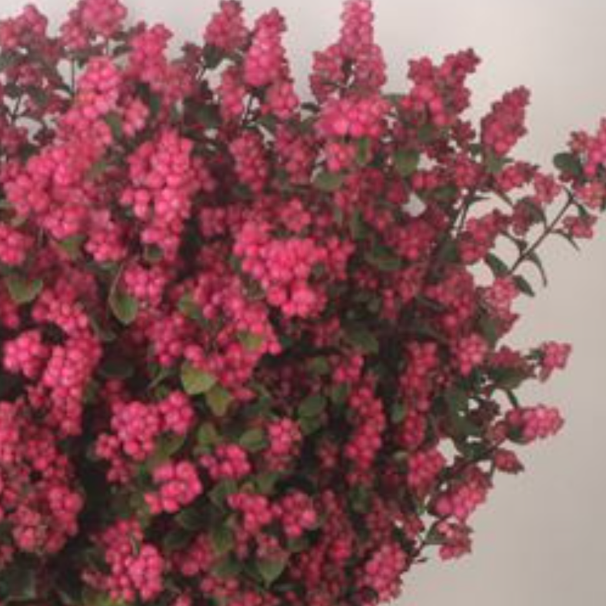Snowberry Magical Ruby Casca – Floral Reserve