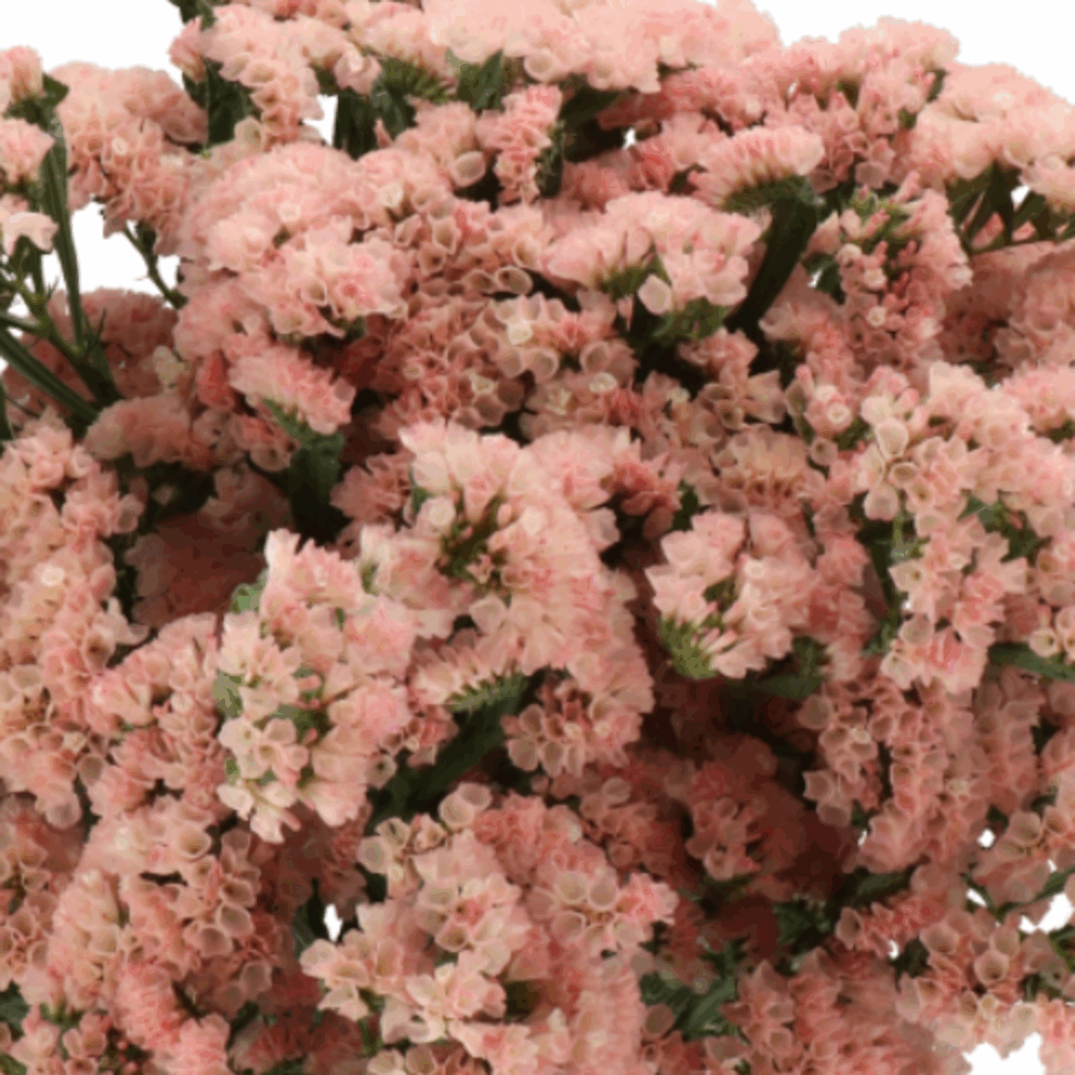 Statice Peach Wings – Floral Reserve