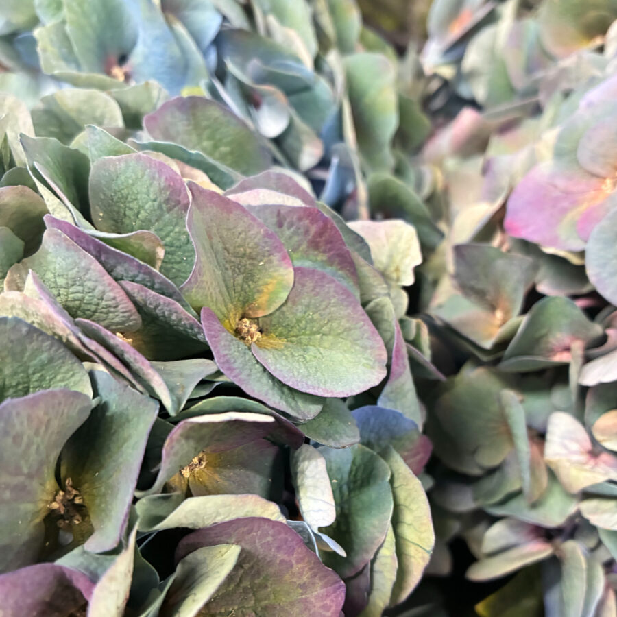 Hydrangea Classic Magical Adora – Floral Reserve