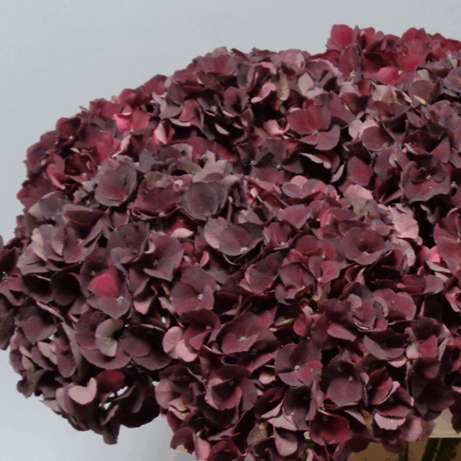 Hydrangea Classic Magical Dark Ruby 50cm – Floral Reserve