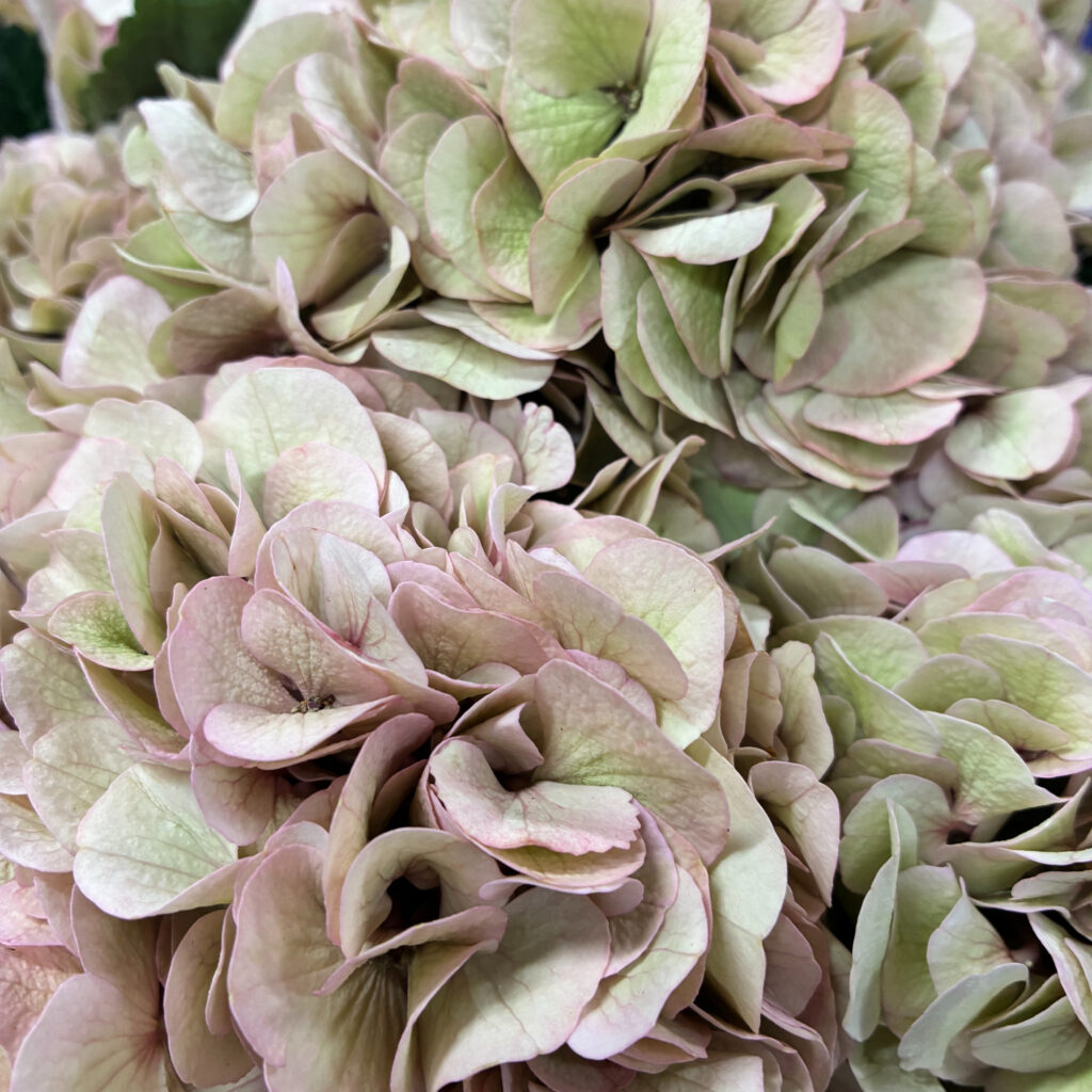 Hydrangea Classic My Vienna 60cm – Floral Reserve
