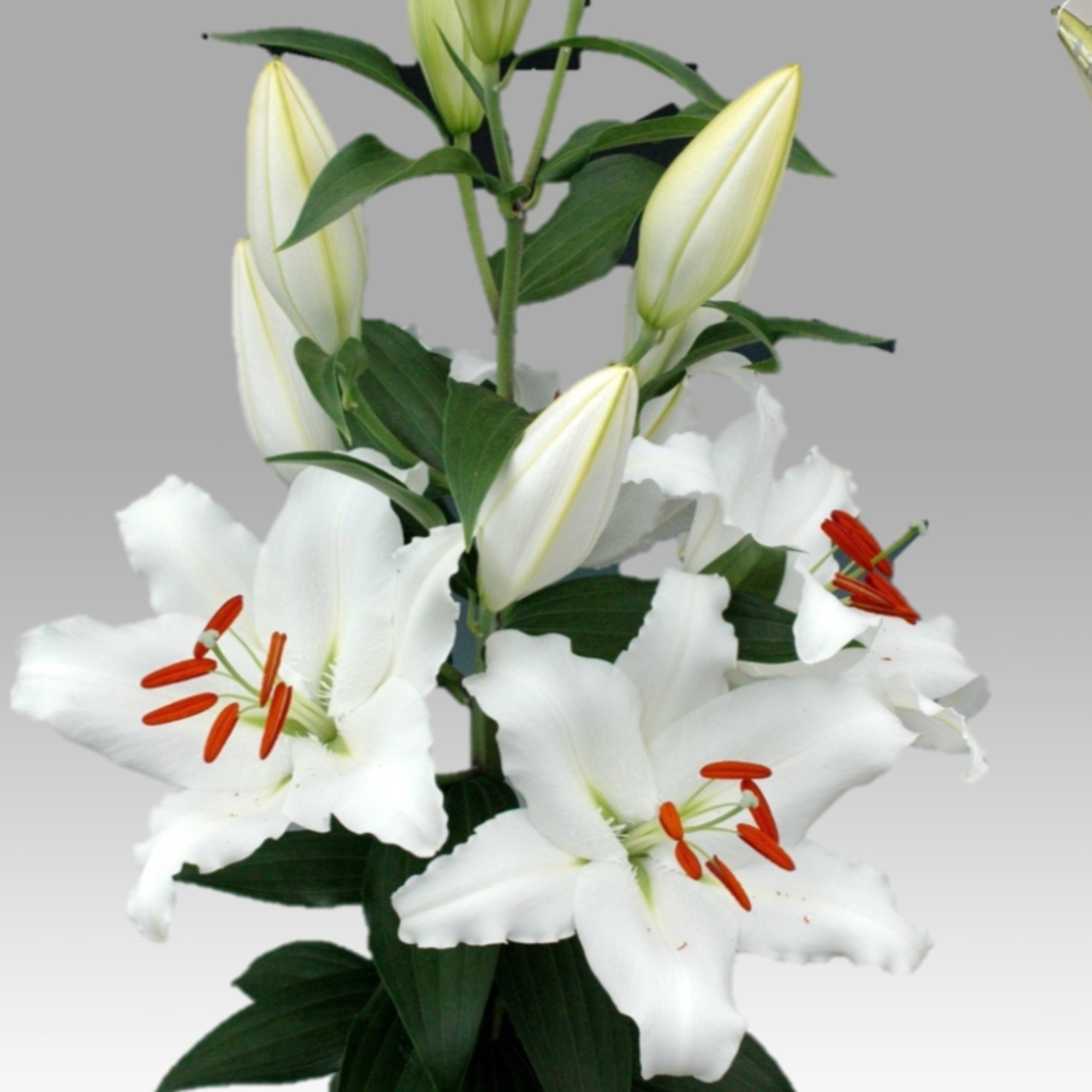 Lily Oriental Dutch Mountain – Floral Reserve