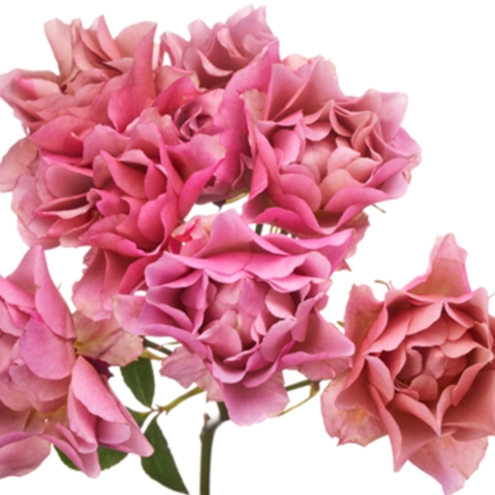 Rose Garden Spray Wabara Aoi – Floral Reserve