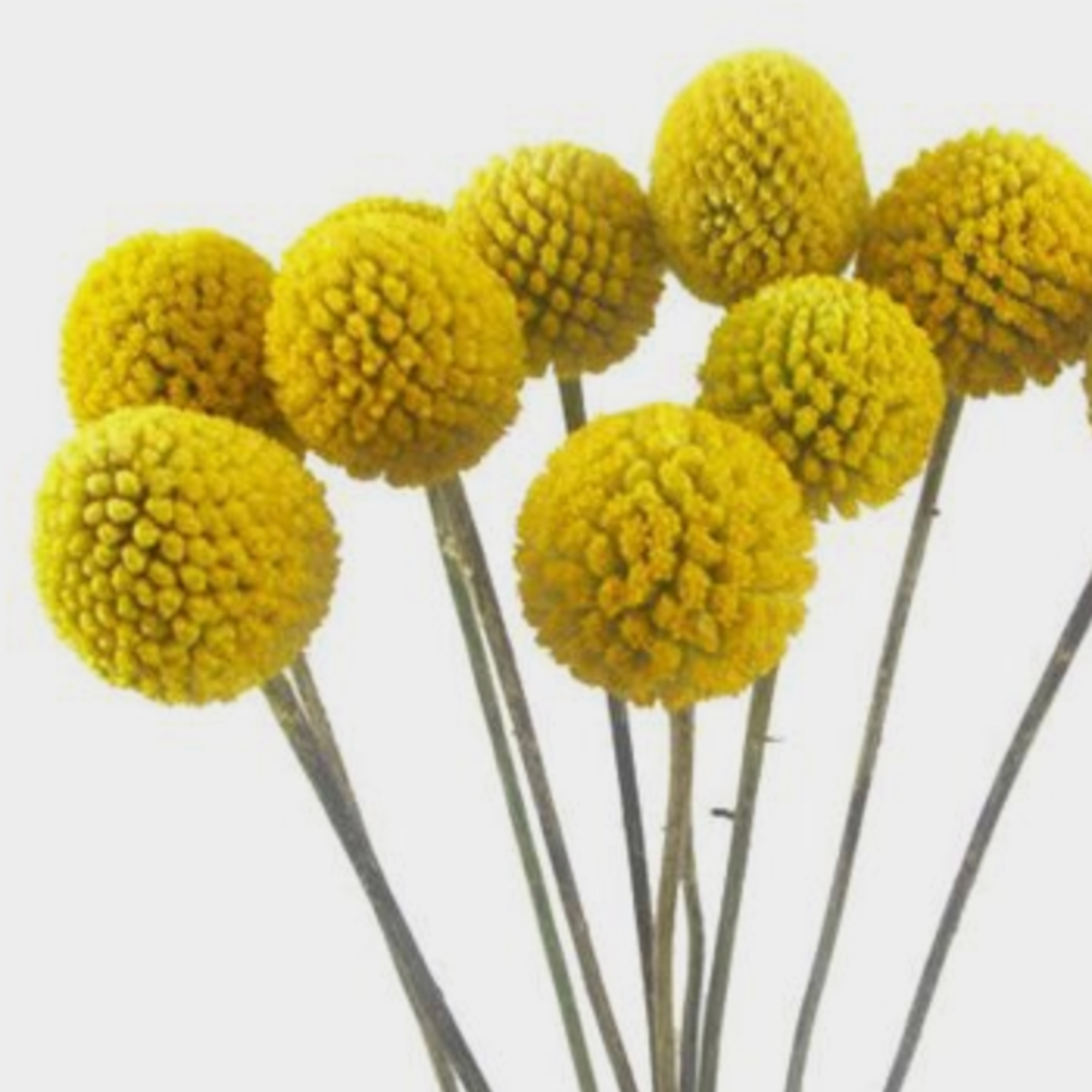 Craspedia Globosa – Floral Reserve