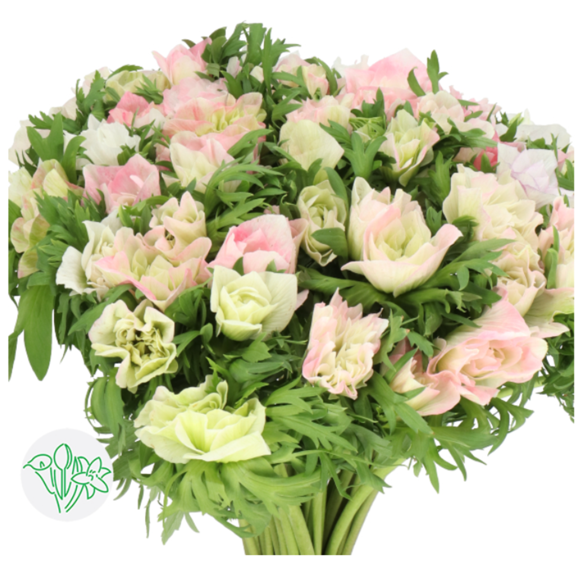 Anemone Mistral Light Pink – Floral Reserve