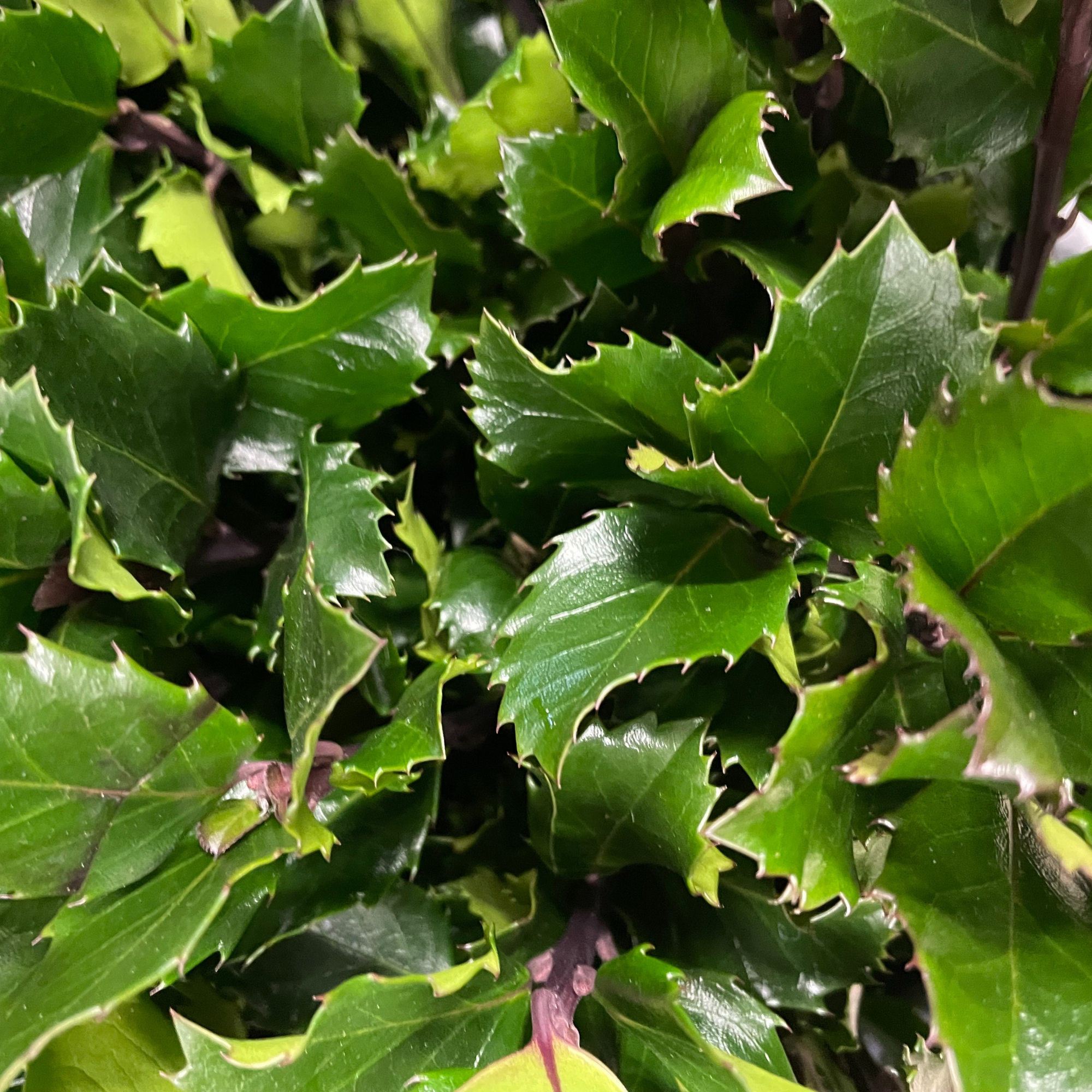 Ilex Blue Prince – Floral Reserve