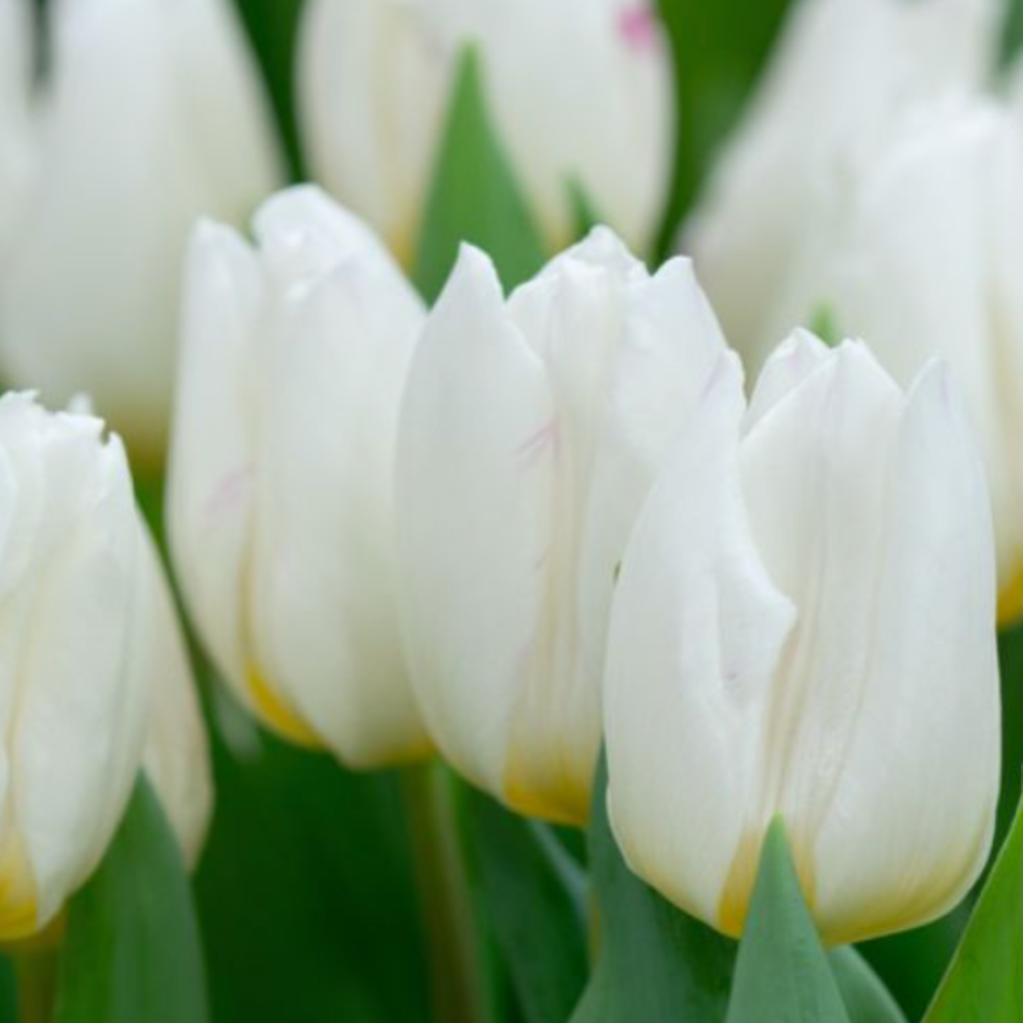 Tulip White Prince – Floral Reserve